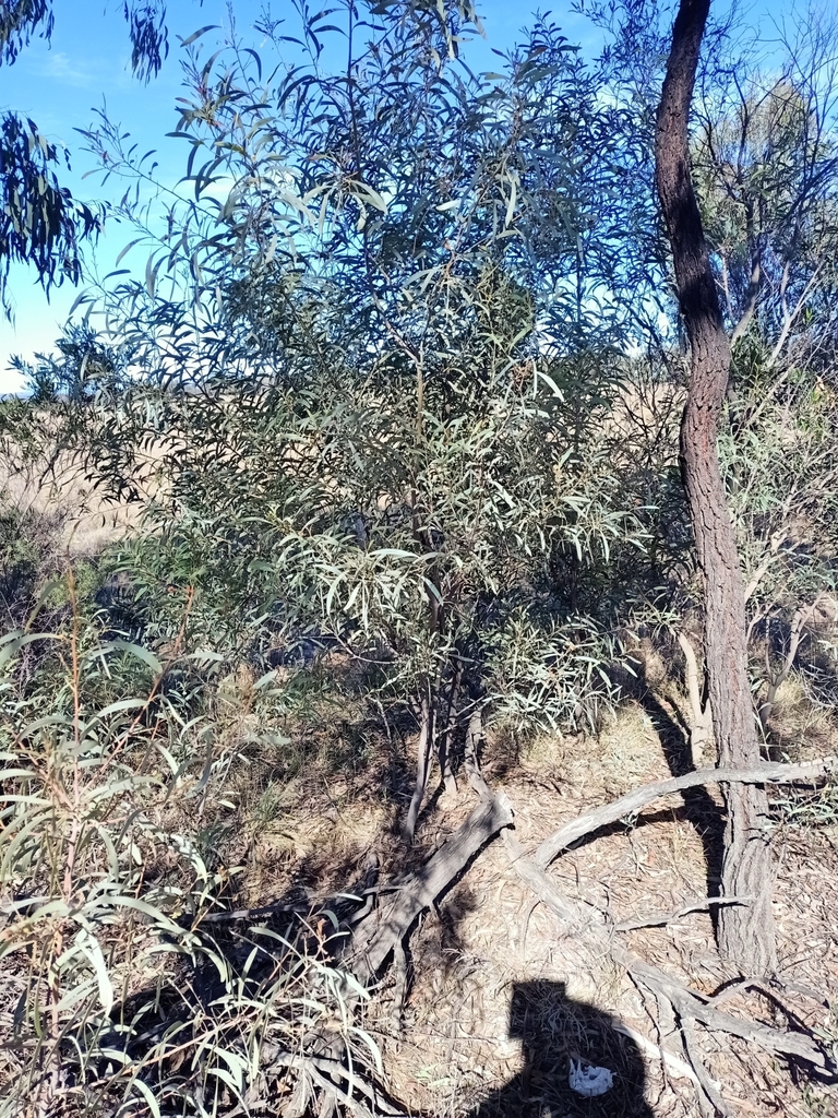 wattles from Stanthorpe, AU-QL, AU on July 9, 2023 at 11:57 AM by Gavin ...