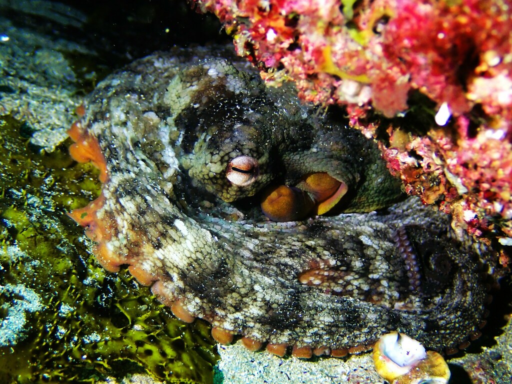 Common Sydney Octopus from Sydney NSW, Australia on June 7, 2023 at 10: ...