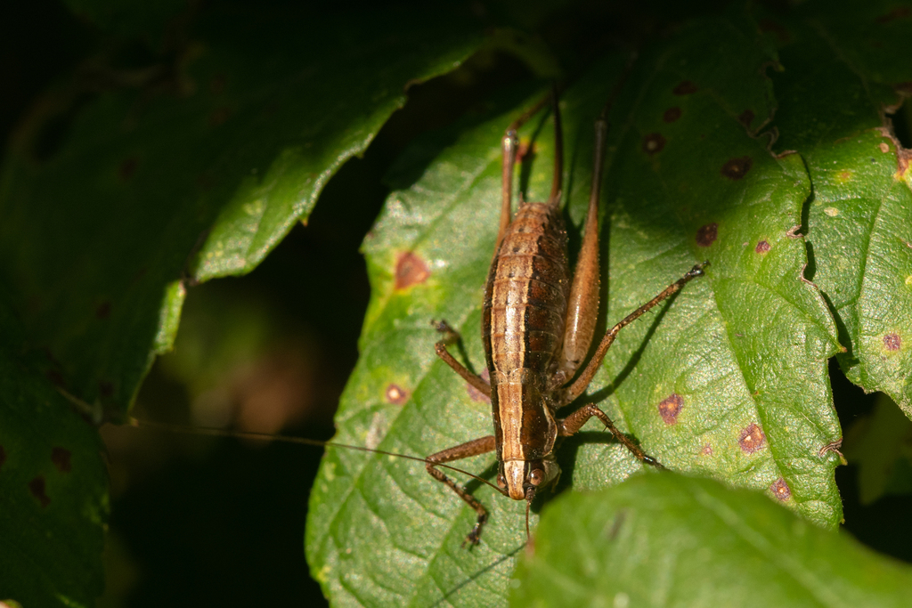 Raymond's Bush-cricket from Provincia di Cremona, Italia on September ...
