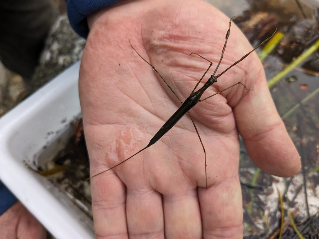 Needle Bug from Steiglitz VIC 3331, Australia on July 9, 2023 at 11:41 ...