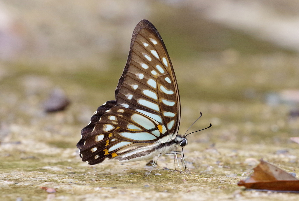 Graphium leechi from 中国浙江省杭州市桐庐县 on July 9, 2023 at 09:26 AM by adrianuskomnenus · iNaturalist