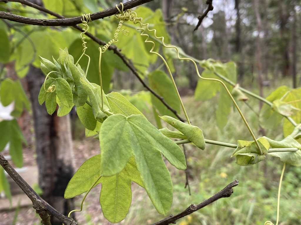 white passionflower from Millstream Falls National Park, Ravenshoe, QLD ...