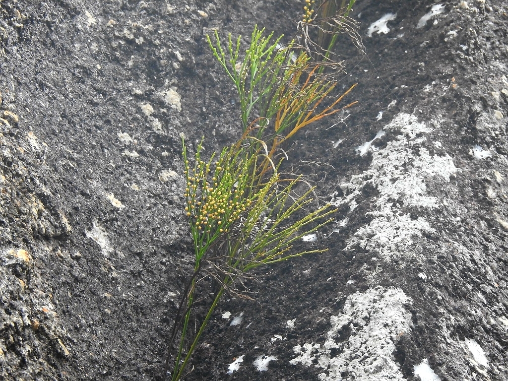 skeleton fork fern from Chewko QLD 4880, Australia on July 8, 2023 at ...