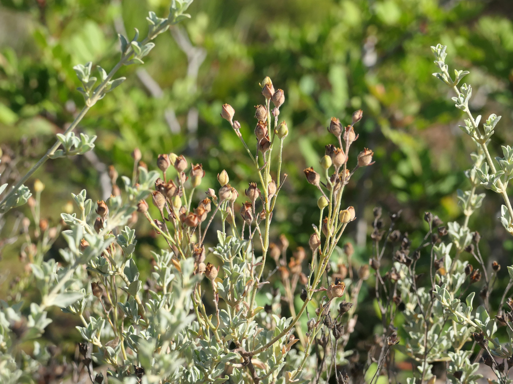 Spotted yellow sun rose from Cabo Espartel, Tánger, Marruecos on July 8 ...