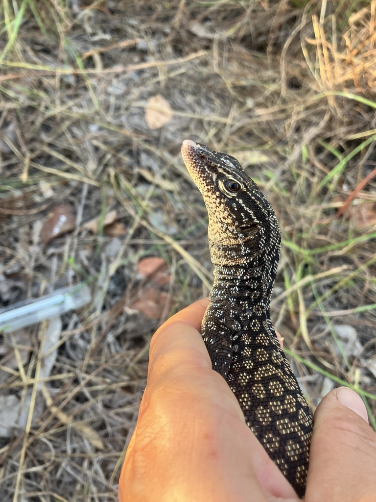 Ridge-tailed Monitor from Prince Regent River, WA, AU on June 13, 2023 ...