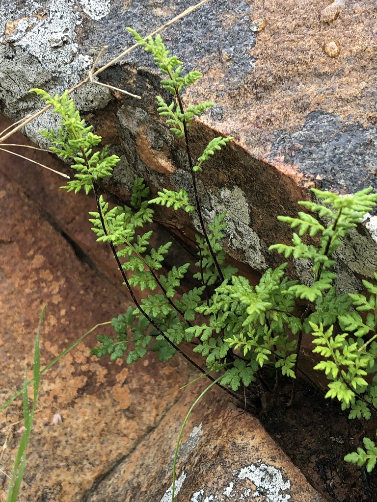 Poison Rock Fern from Shearer Ward, Springton, SA, AU on July 9, 2023 ...