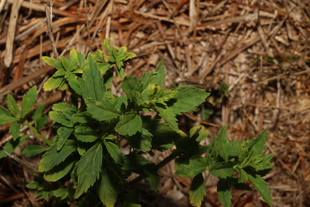 licorice weed from Woorim QLD 4507, Australia on July 9, 2023 at 07:45 ...