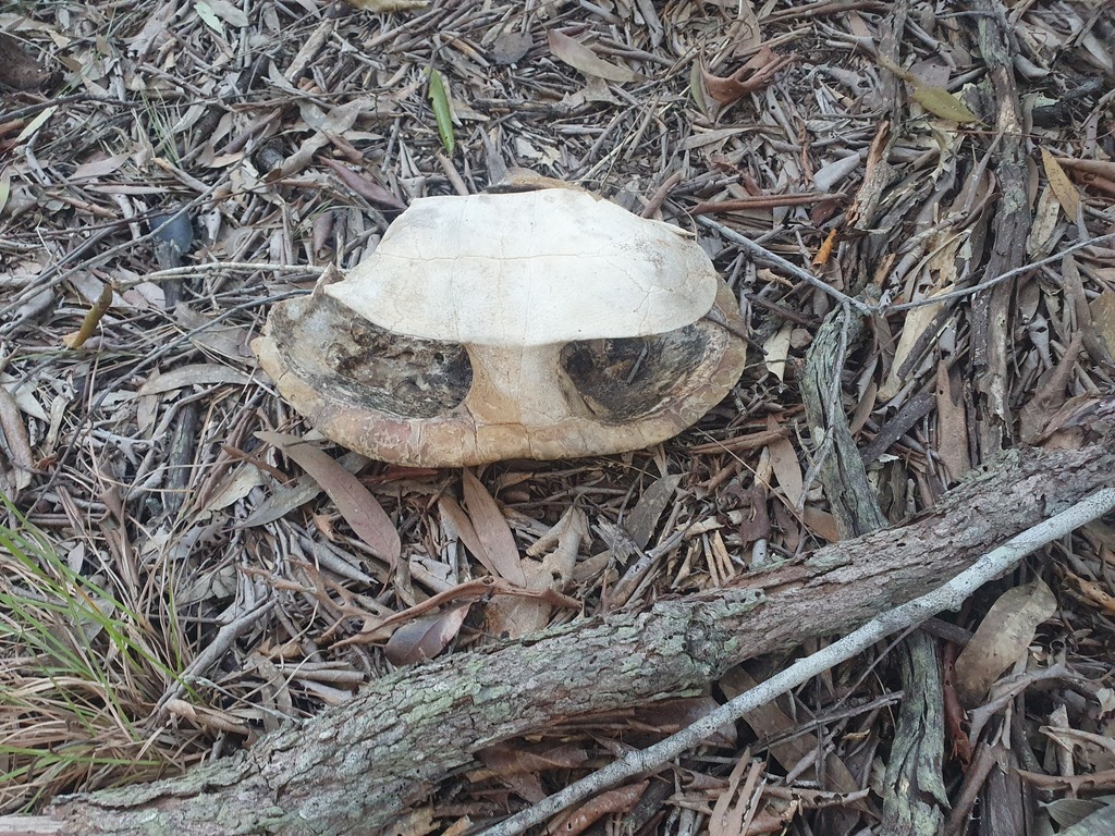 Broad-Shelled Turtle from Walligan QLD 4655, Australia on July 9, 2023 ...
