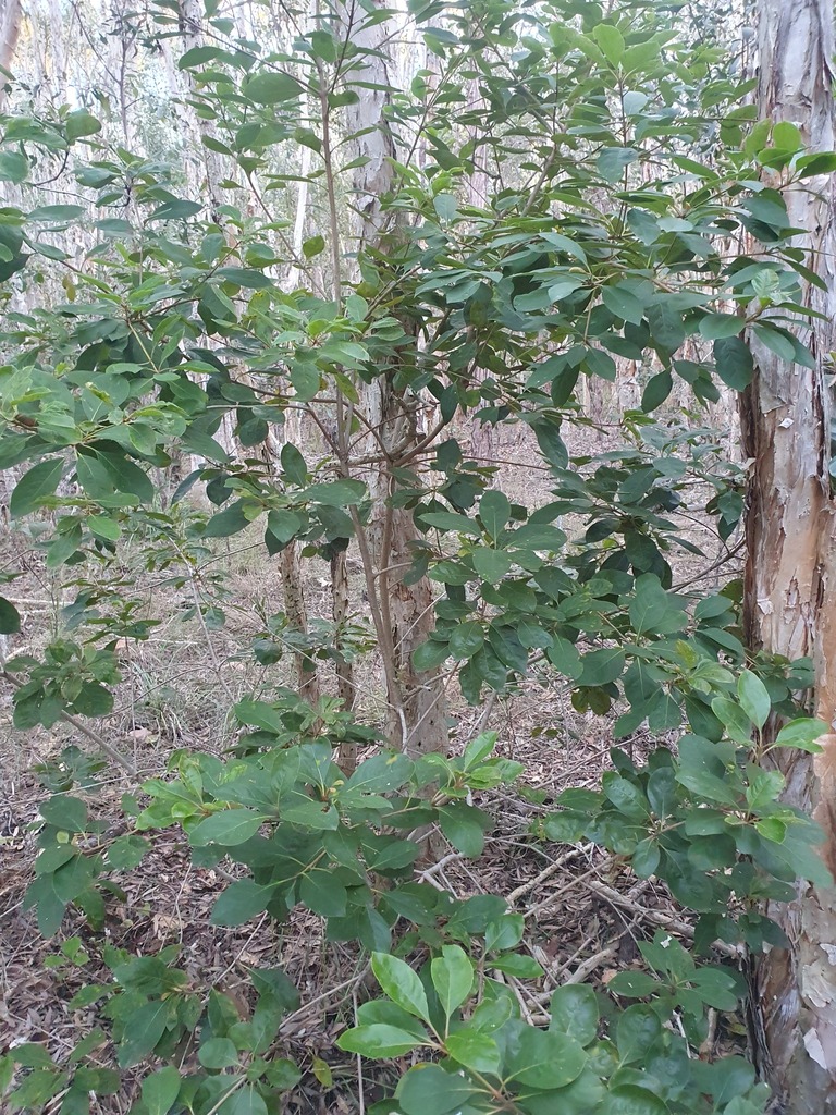 Banyalla from Walligan QLD 4655, Australia on July 9, 2023 at 04:26 PM ...