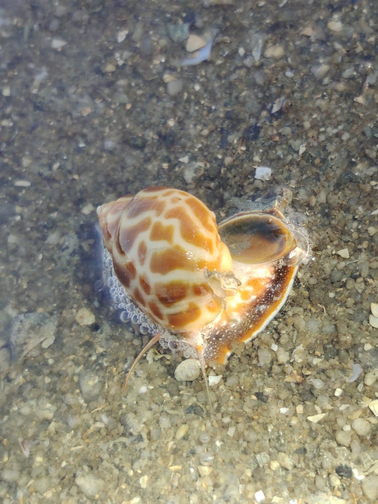 Spiral Babylon Snail from Changi Beach Park on July 5, 2023 at 07:20 AM ...