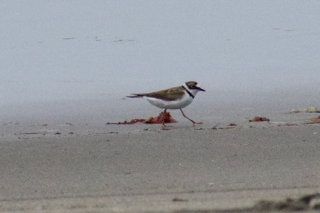 Little Ringed Plover from Misakichonakahara, Isumi, Chiba 299-4502 ...