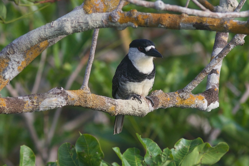 Macuru-de-pescoço-branco (Aves na Reserva Ducke) · iNaturalist