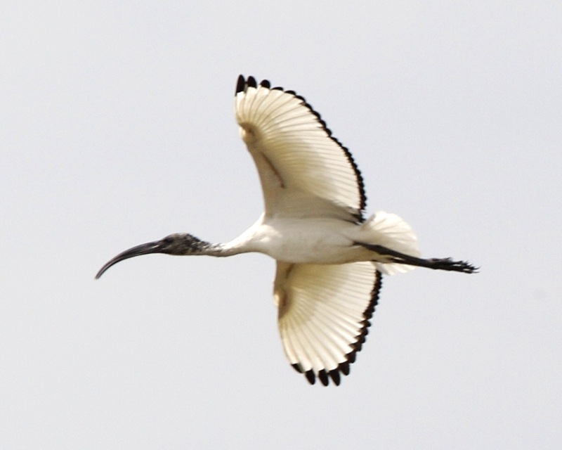 African Sacred Ibis (Birds of Kenya) · iNaturalist