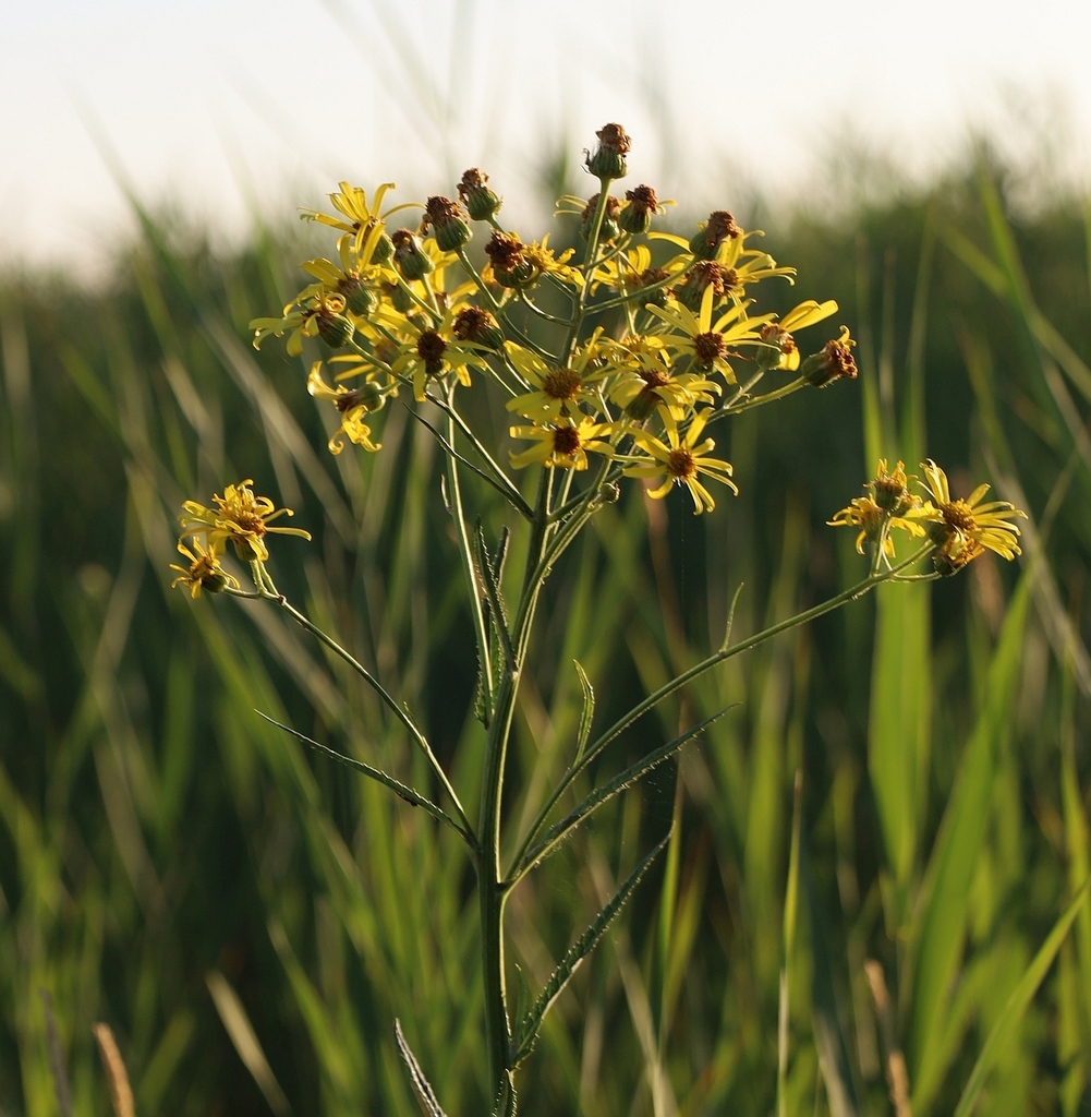fen ragwort from Fußach, Österreich on June 25, 2023 at 06:37 AM by ...