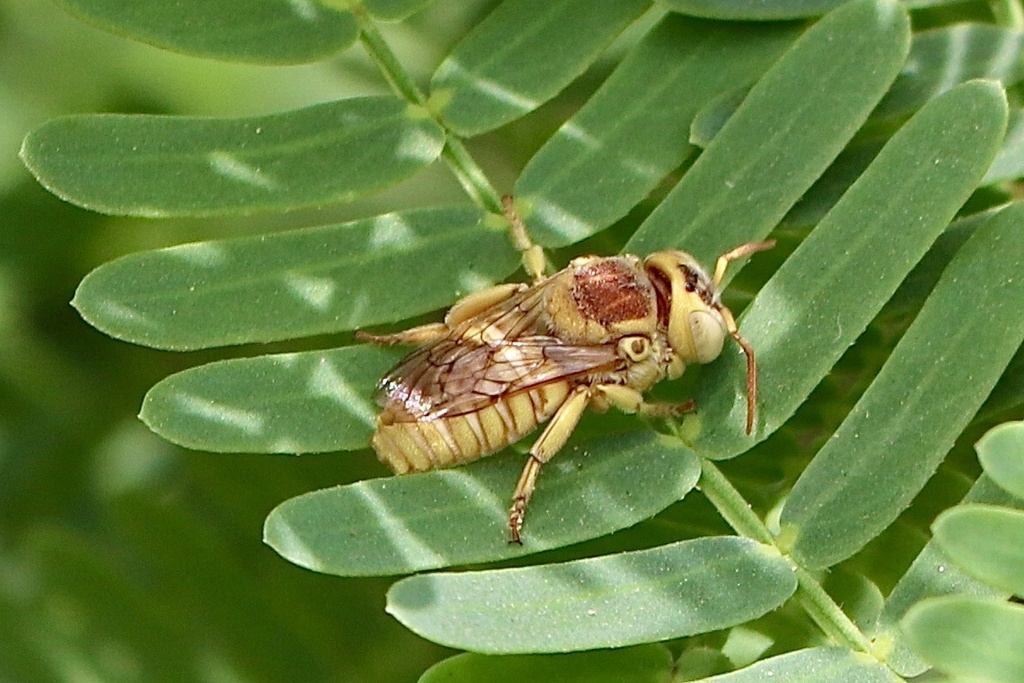 Ridge-cheeked Carder Bees in July 2023 by Ahmed Almansoori · iNaturalist