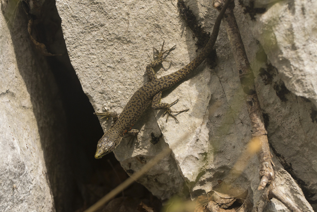 Prokletije Rock Lizard in July 2023 by Leonid A. Neymark · iNaturalist