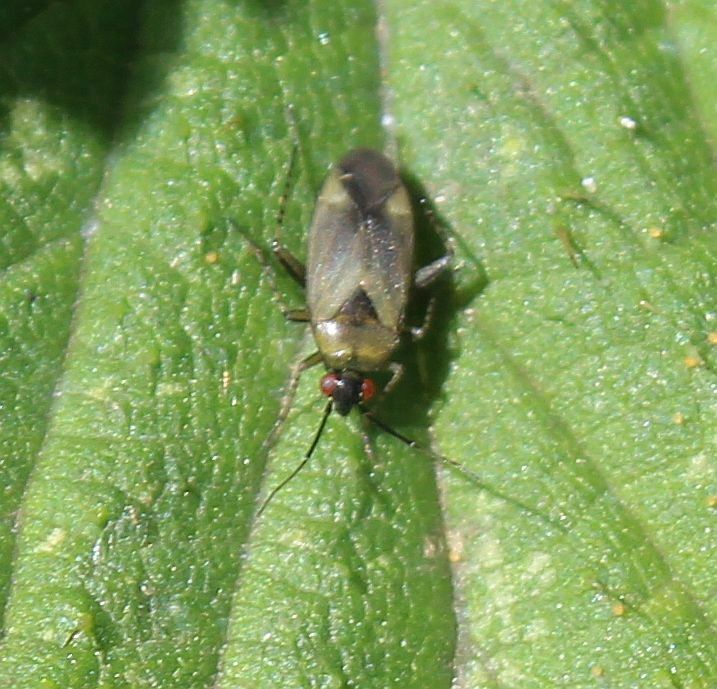 Common Nettle Flower Bug from Netherton, Dudley, UK on July 9, 2023 at ...