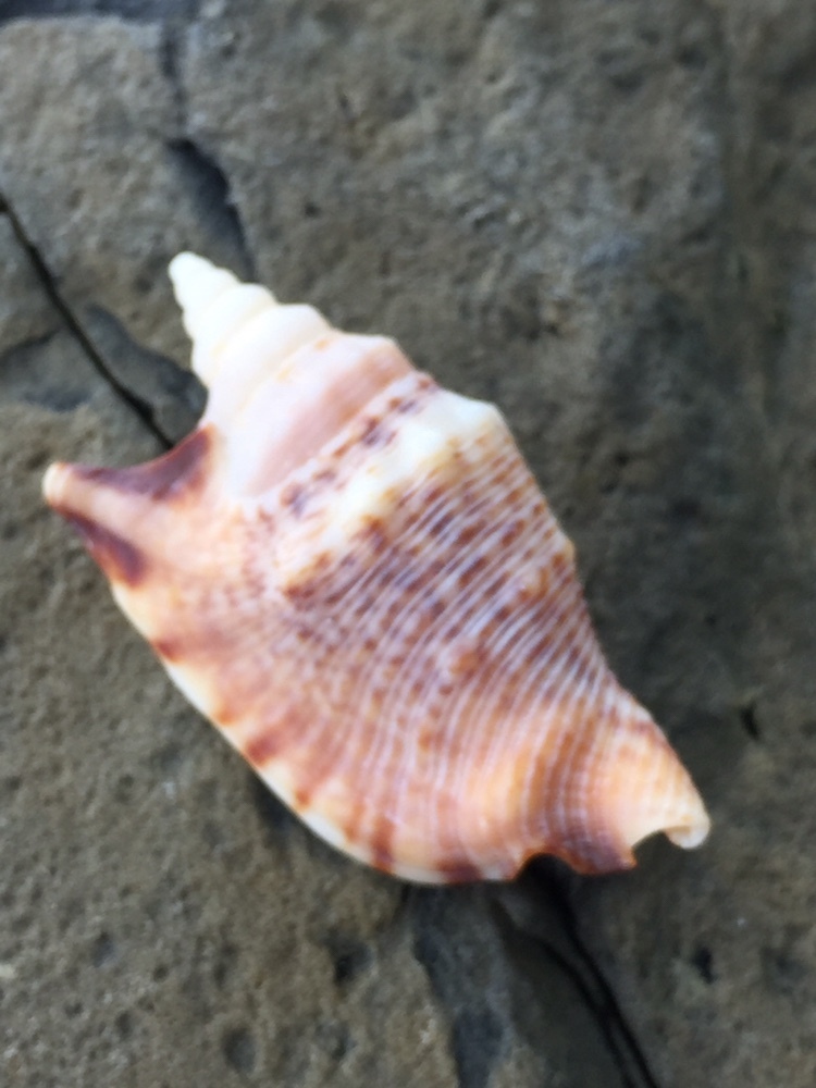 Dark Diana Conch from Thornton Beach, QLD, AU on July 9, 2023 at 12:59 ...