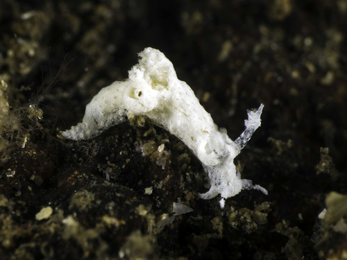 Trapania armilla · iNaturalist