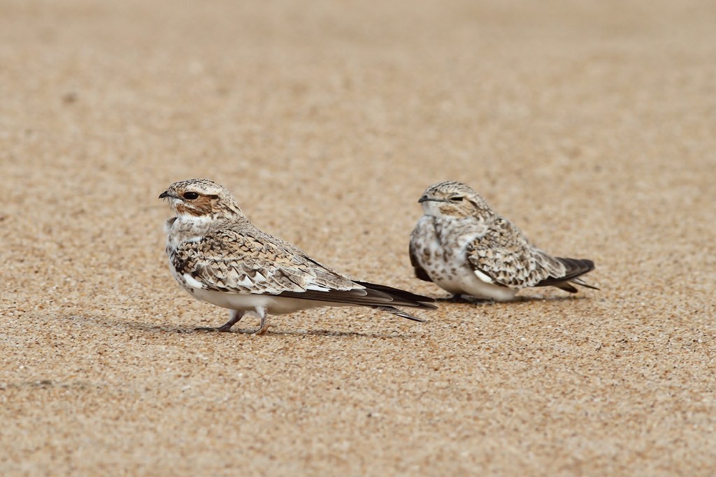 Sand-colored Nighthawk (Chordeiles rupestris) - Avian Discovery