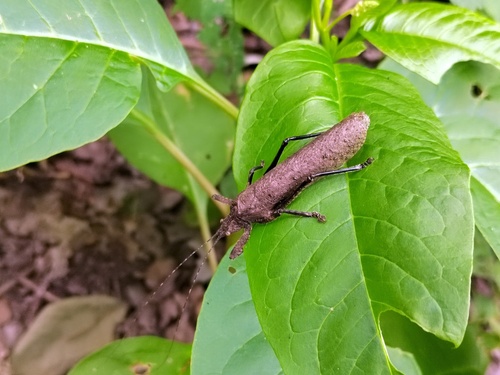 Observations by catfish1987 · iNaturalist