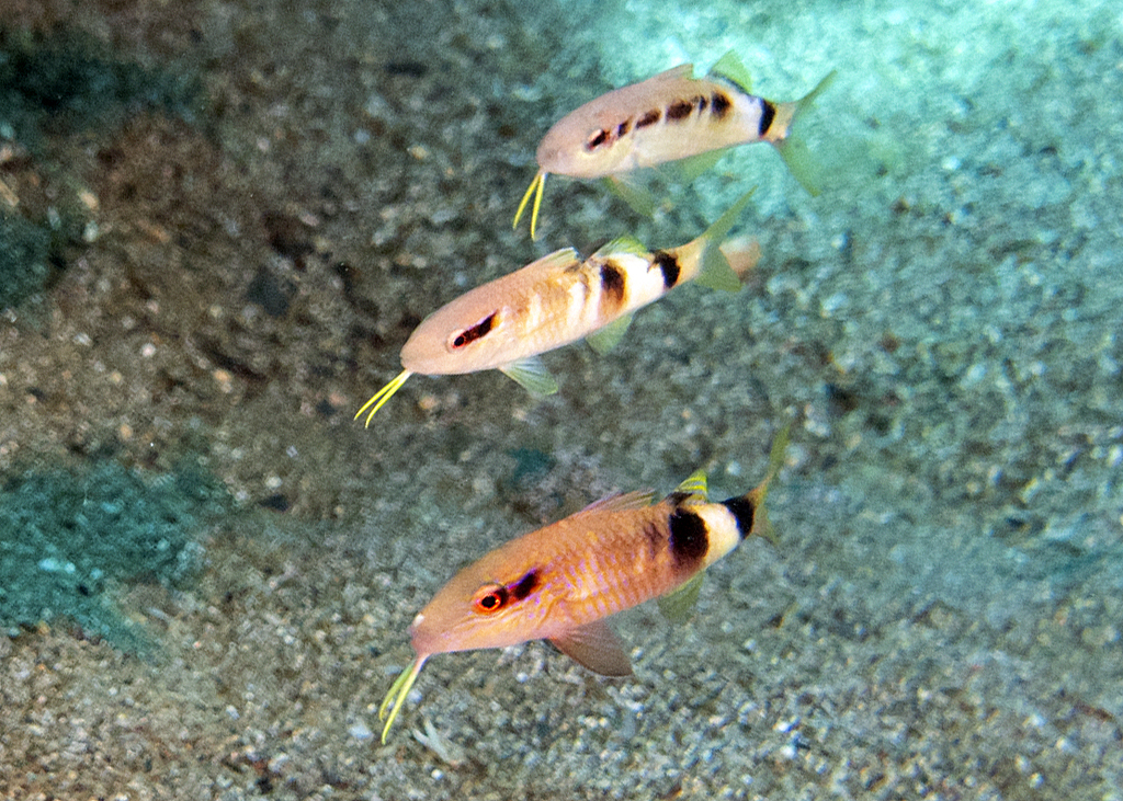 Manybar Goatfish from Christmas Island on July 1, 2023 at 12:09 PM by ...