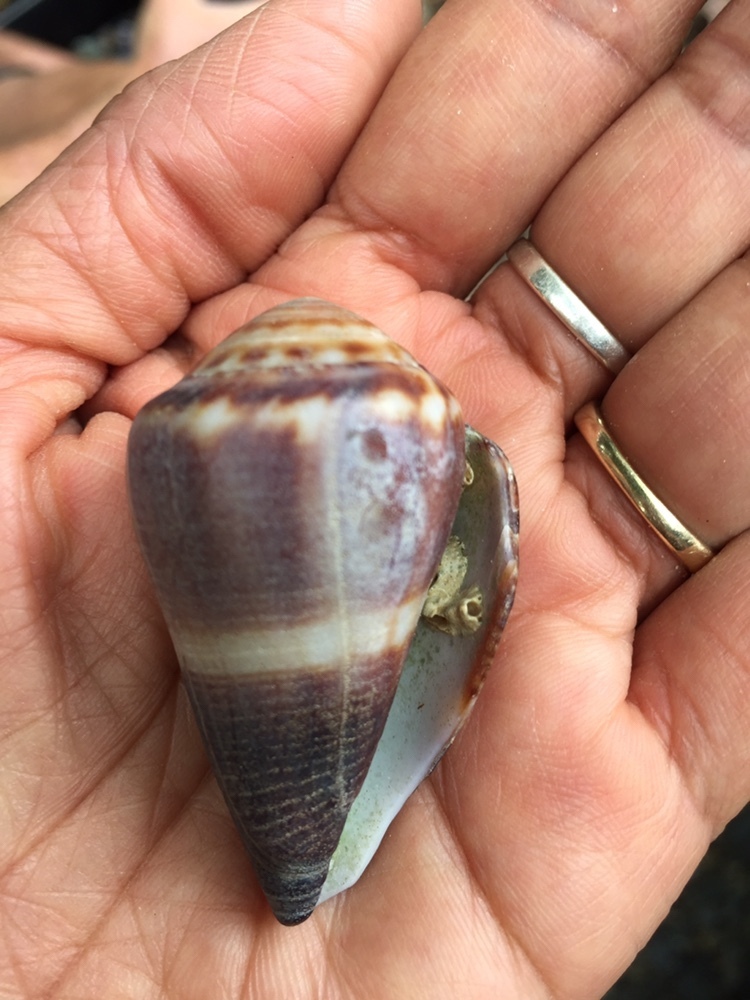 Bilious Cone from South Pacific Ocean, Thornton Beach, QLD, AU on July ...