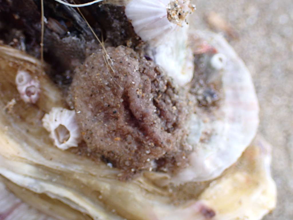 Red-baits from Kingborough, TAS, Australia on July 9, 2023 at 01:27 PM ...