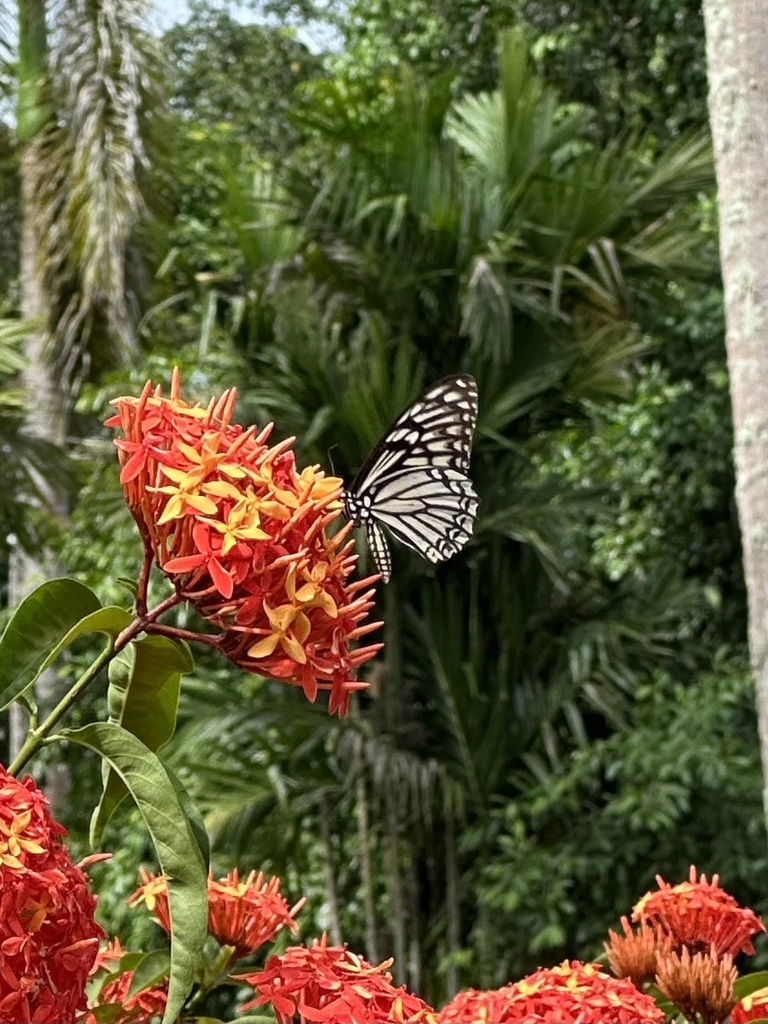 Common Mime Swallowtail from 勐腊县, 西双版纳傣族自治州, 云南省, CN on July 9, 2023 at ...