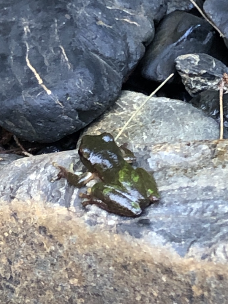 Mountain Stream Tree Frog from Tuckers Knob, Gleniffer, NSW, AU on July ...