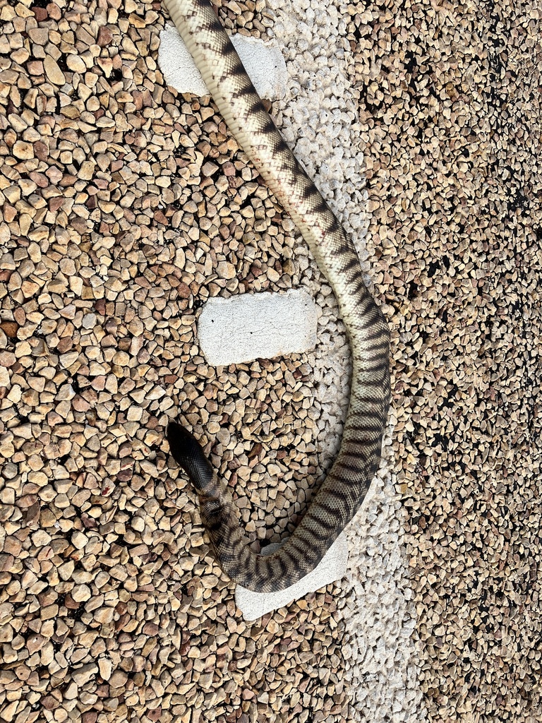 Black-headed Python from Broome Highway, Roebuck, WA, AU on February 18 ...