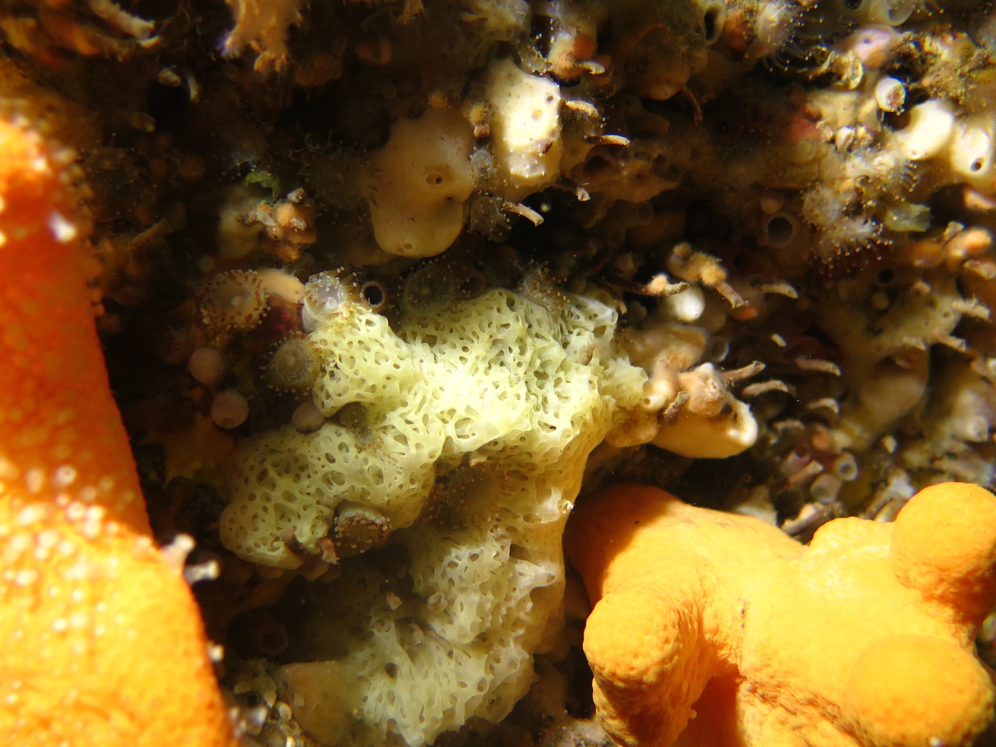 Clathrina coriacea (Montagu, 1814)