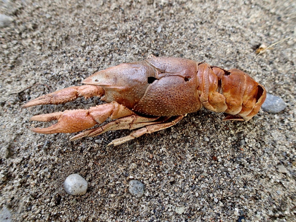 White River Crayfish from Six Mile Lake Provincial Park, Muskoka ...