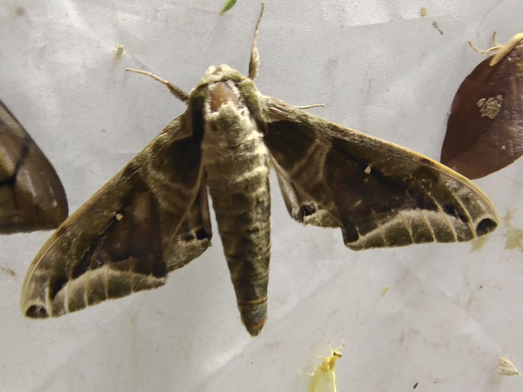 Parum colligata from Yichun, CN-JX, CN on July 8, 2023 at 11:41 PM by ...