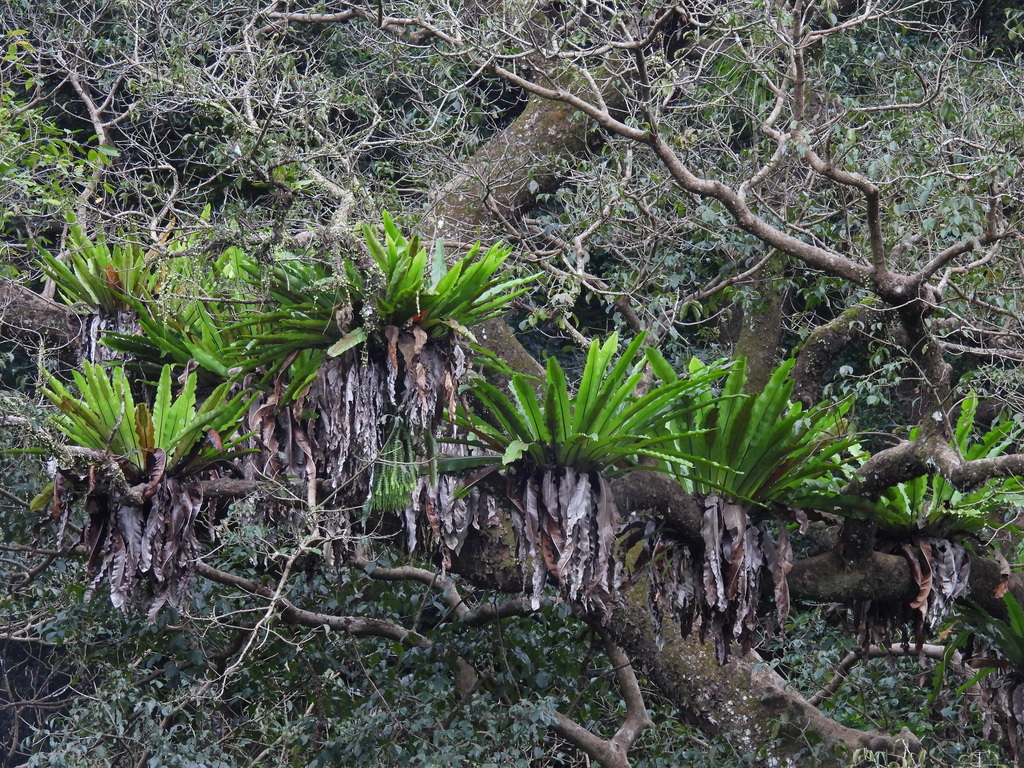 Spleenworts from 台灣高雄市 on December 29, 2020 at 02:52 PM by Chen Shu ...