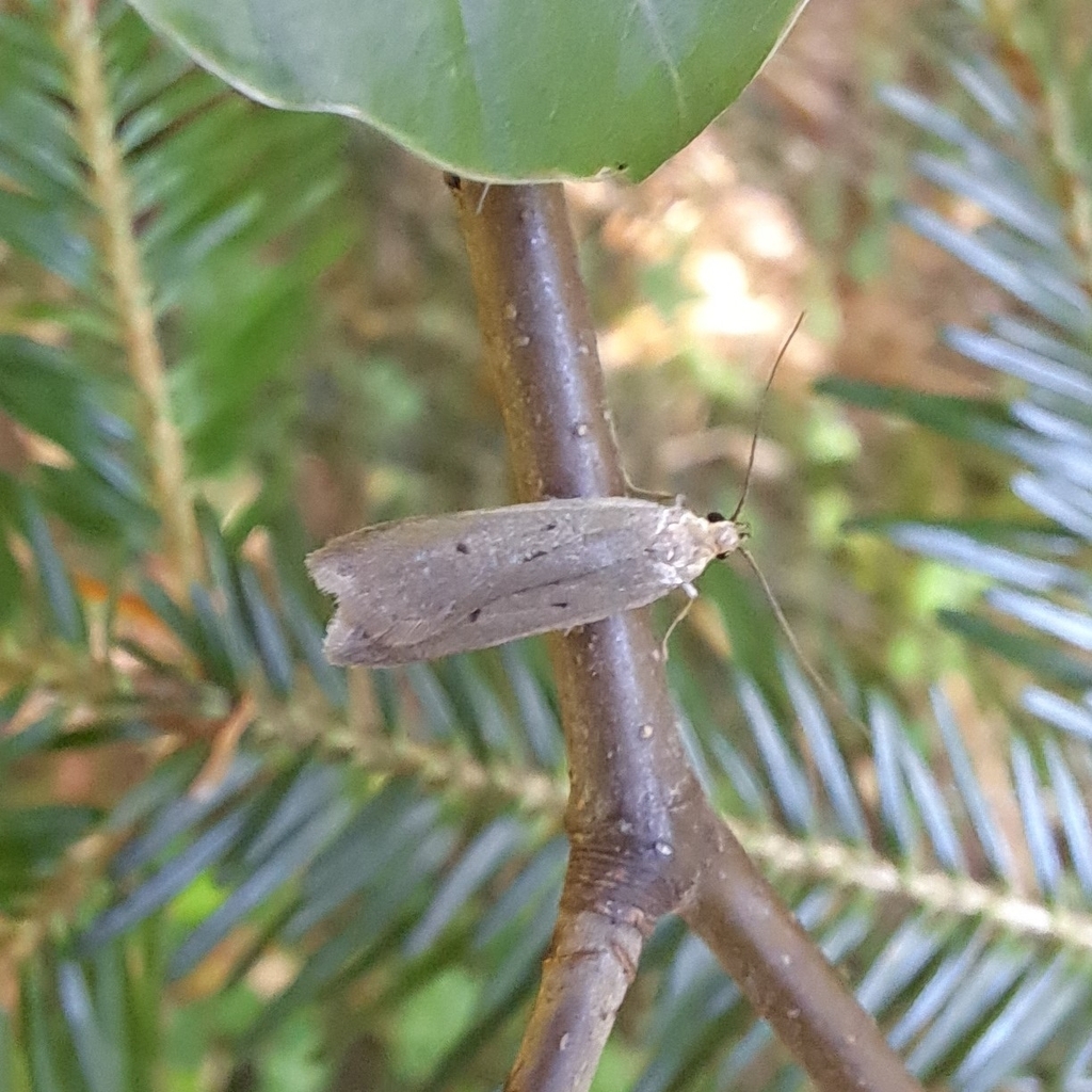 Acompsia tripunctella from St. Stefan an der Gail, 9623, Österreich on ...