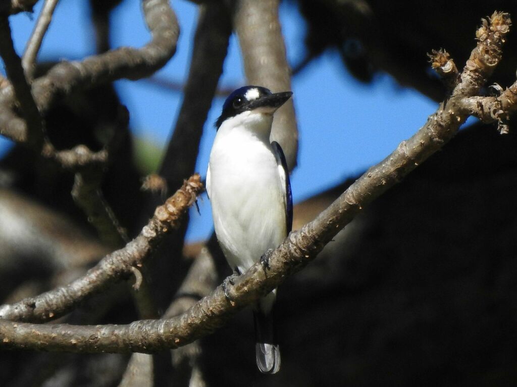 Forest Kingfisher from Darwin Botanic Gardens, NT 0820, Australia on ...
