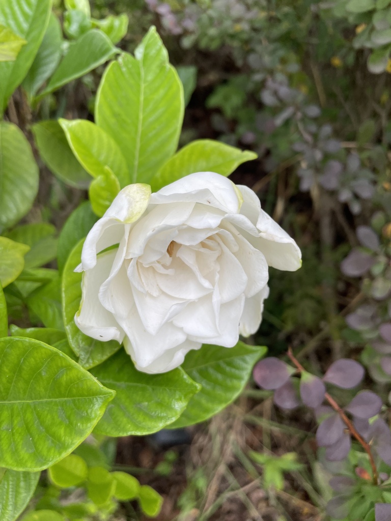 Fortune's Cape Jasmine from Mangmi-dong, Busan, Busan, KR on July 9 ...