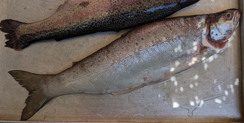 Ohrid belvica (Salmo ohridanus) · iNaturalist United Kingdom