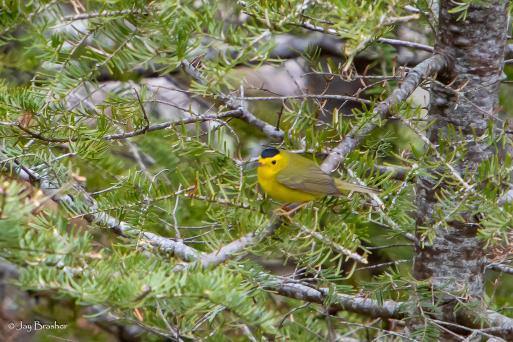Wilson's Warbler from Isle Royale NP, Chippewa Harbor, Keweenaw County ...