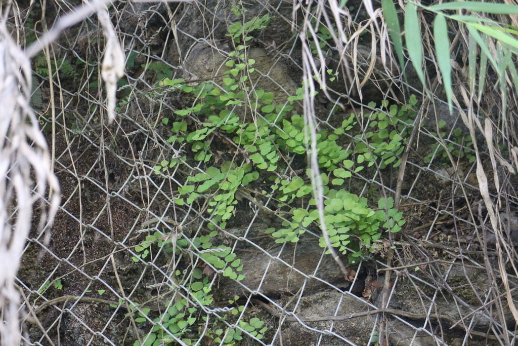 Juno's-hair fern in July 2023 by 羅元甫 · iNaturalist