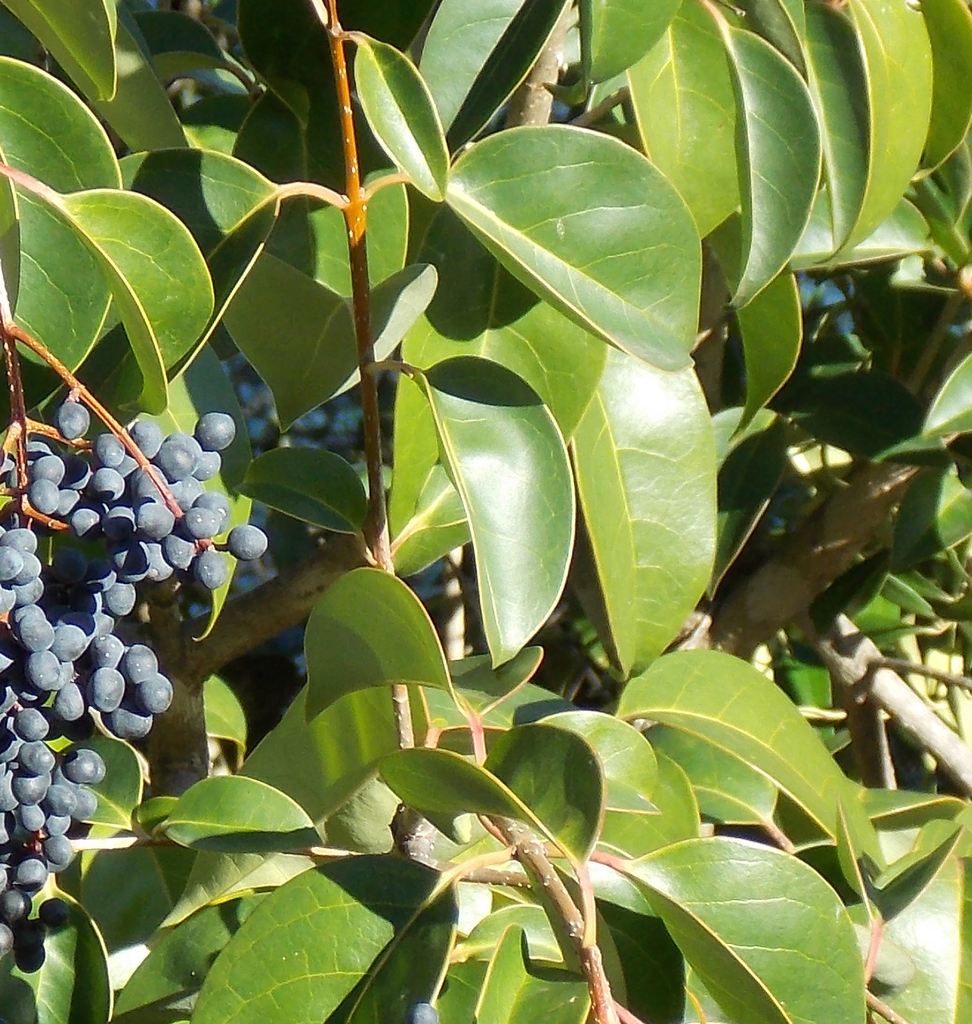 tree privet from Balls Head Reserve and Waverton Park, Sydney NSW ...