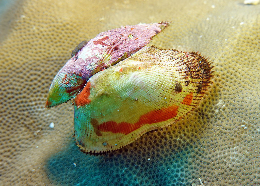 leafy ark shell from Christmas Island on July 1, 2023 at 09:52 AM by ...