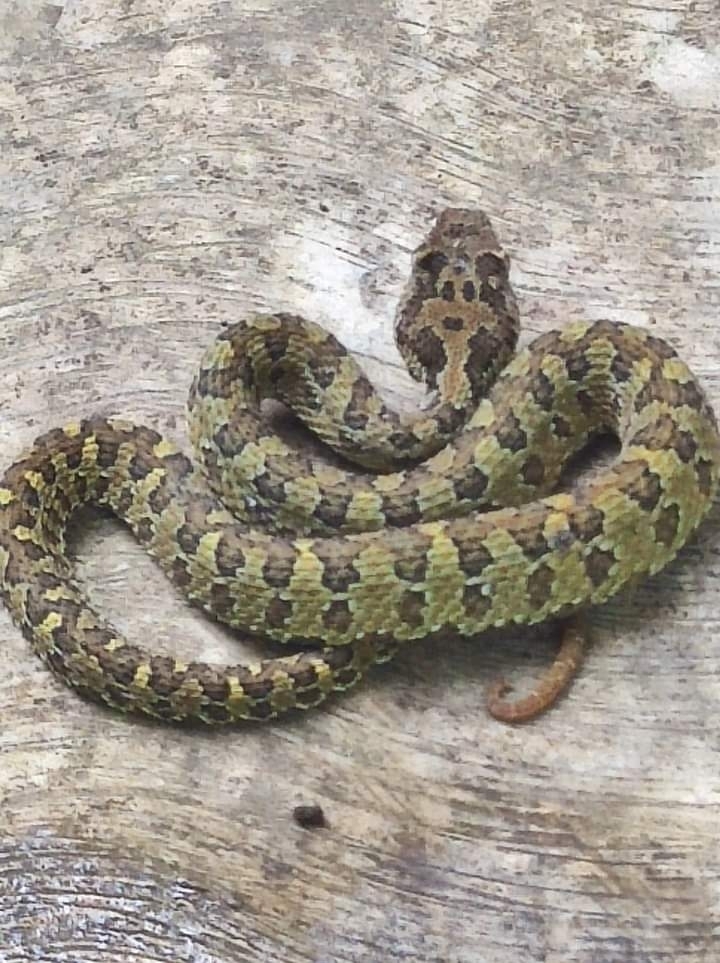Emerald Horned Pitviper from 73168 Pue., México on July 8, 2023 by APRN ...