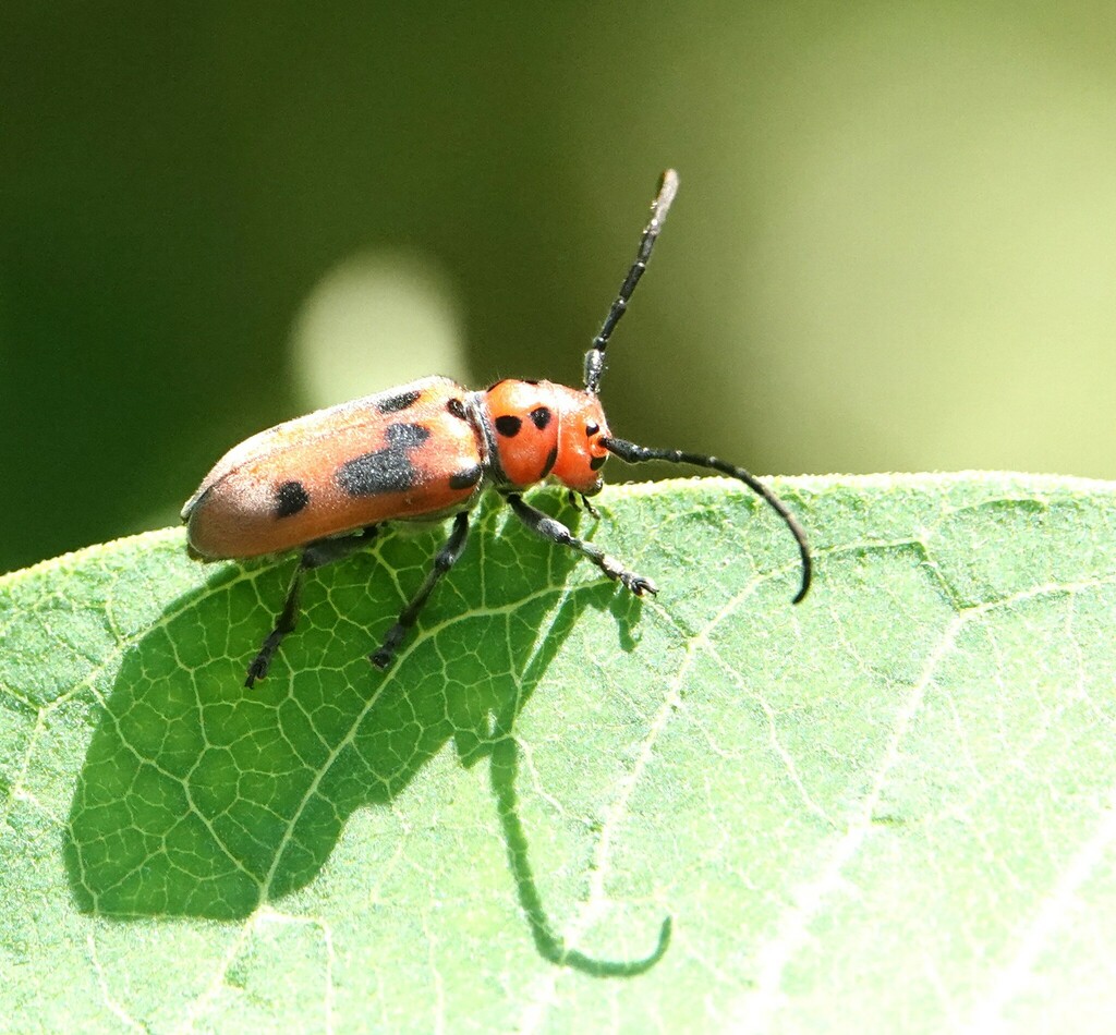 Red Milkweed Beetle from Bethany, CT 06524, USA on July 6, 2023 at 02: ...