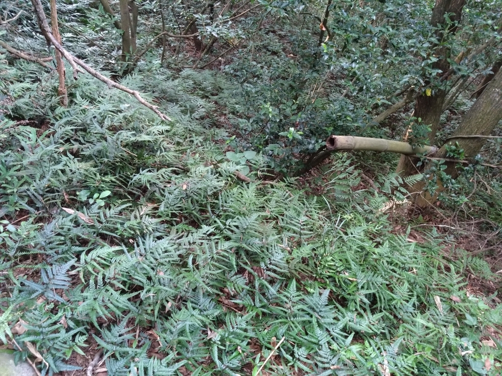 Prickly Shield fern from 432台灣台中市大肚區瑞井里 on July 9, 2023 at 05:46 PM by ...