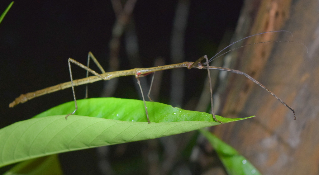 Stick Insects from Suralihalla, G39R+F66, Agumbe, Karnataka 577411 ...