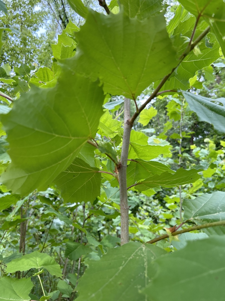 American sycamore from Traders Ln, Indianapolis, IN, US on July 9, 2023 ...