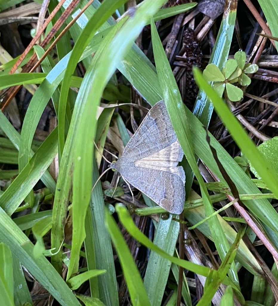 Vetch Looper Moth from Auburn, AL, US on July 9, 2023 at 08:37 AM by ...