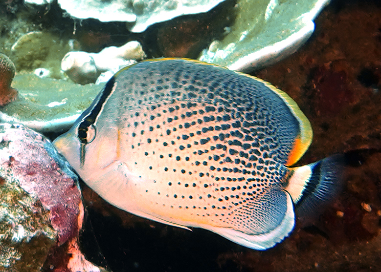 Spotted Butterflyfish from Christmas Island on July 2, 2023 at 11:29 AM ...